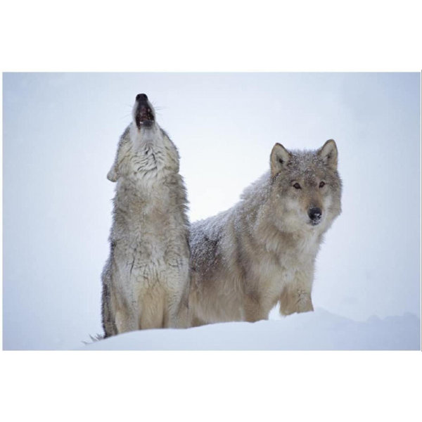 Millwood Pines Timber Wolves Close-Up Portrait Of Pair Howling In Snow ...