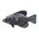 Buck Snort Lodge 2" Length Fish Knob | Wayfair