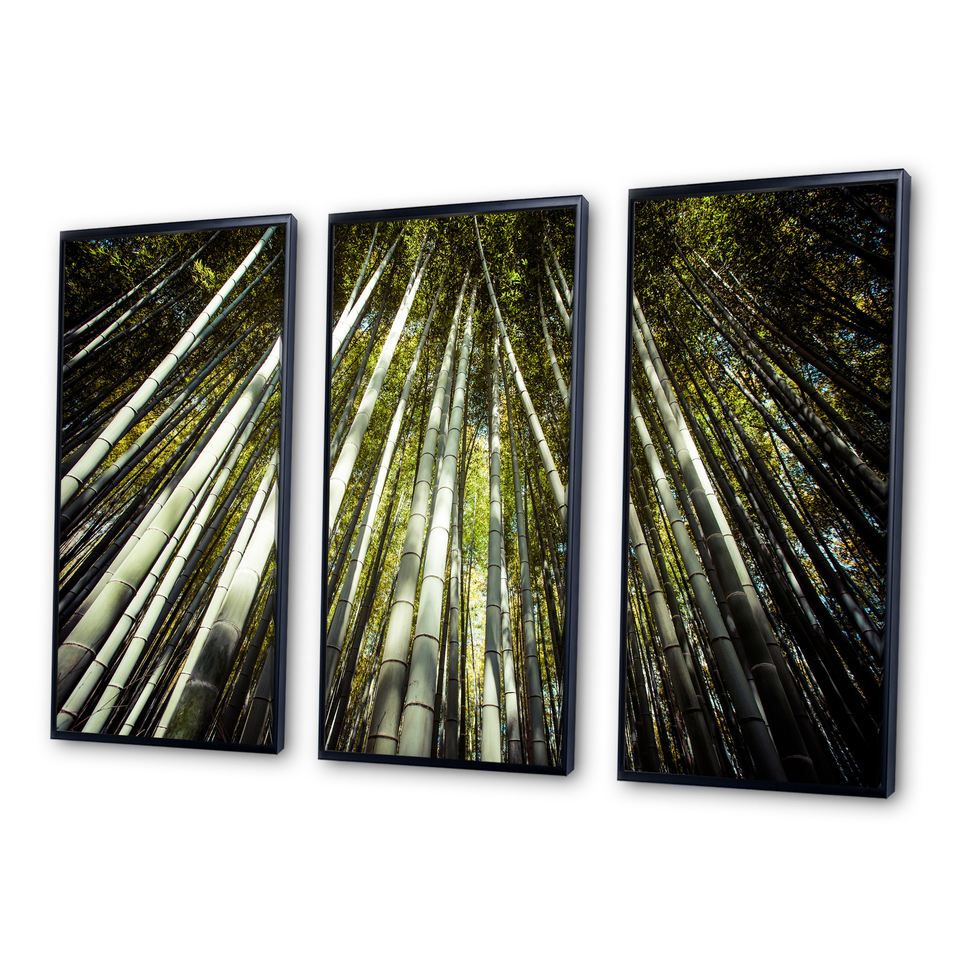 Millwood Pines Long Bamboos In Bamboo Forest Long Bamboos In Bamboo ...