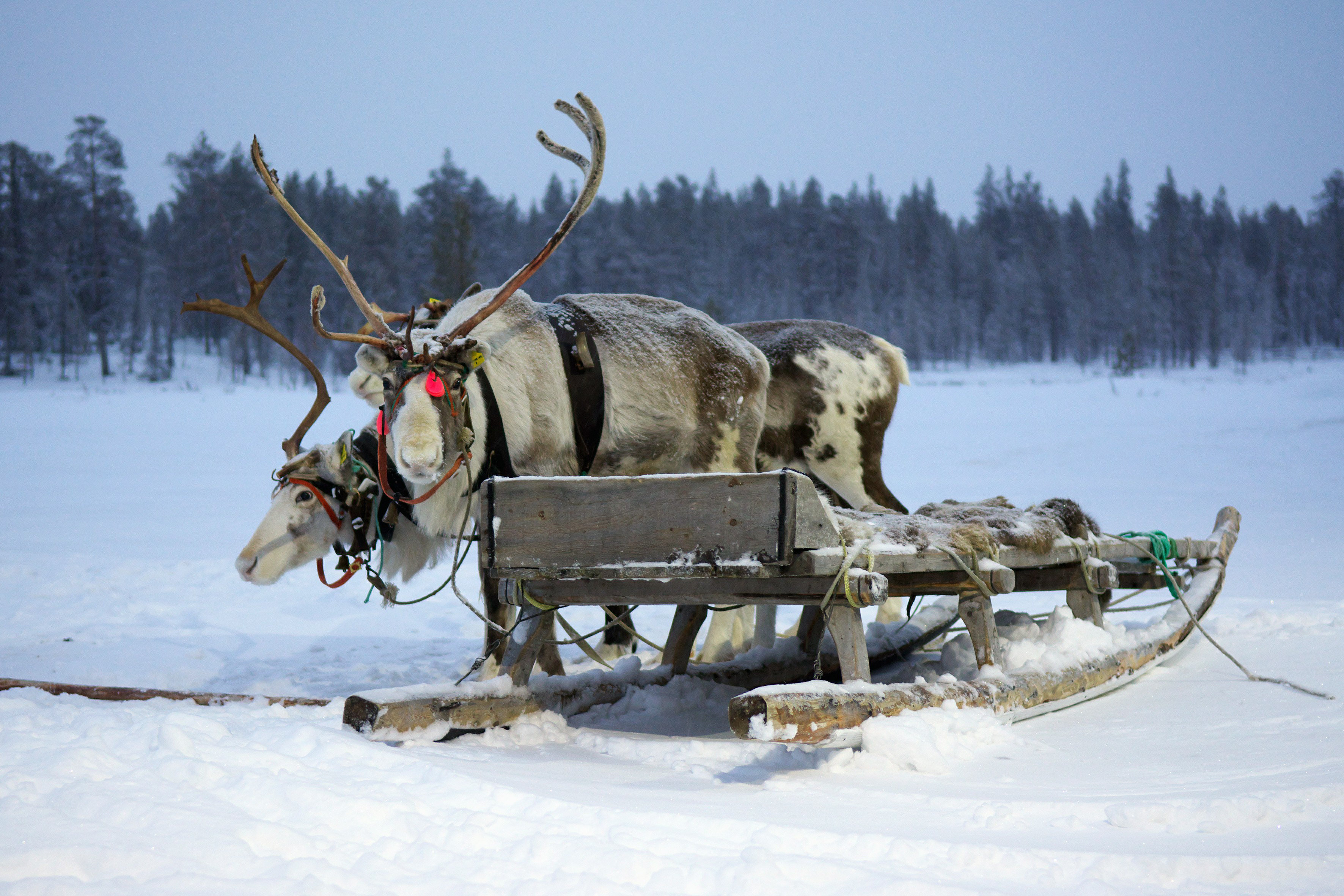 Ebern Designs Sami Reindeer Sled by Tanyss - Wrapped Canvas Photograph ...
