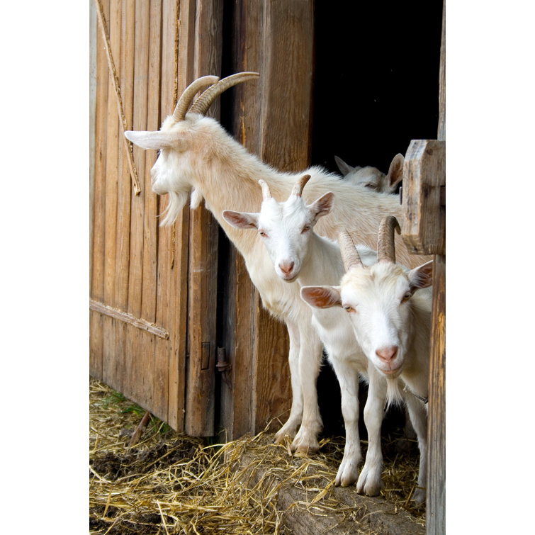 Gracie Oaks Pet Goats by - Wrapped Canvas Photograph | Wayfair