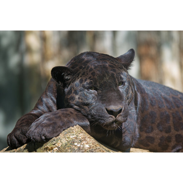 Dakota Fields Black Leopard - Wrapped Canvas Photograph | Wayfair