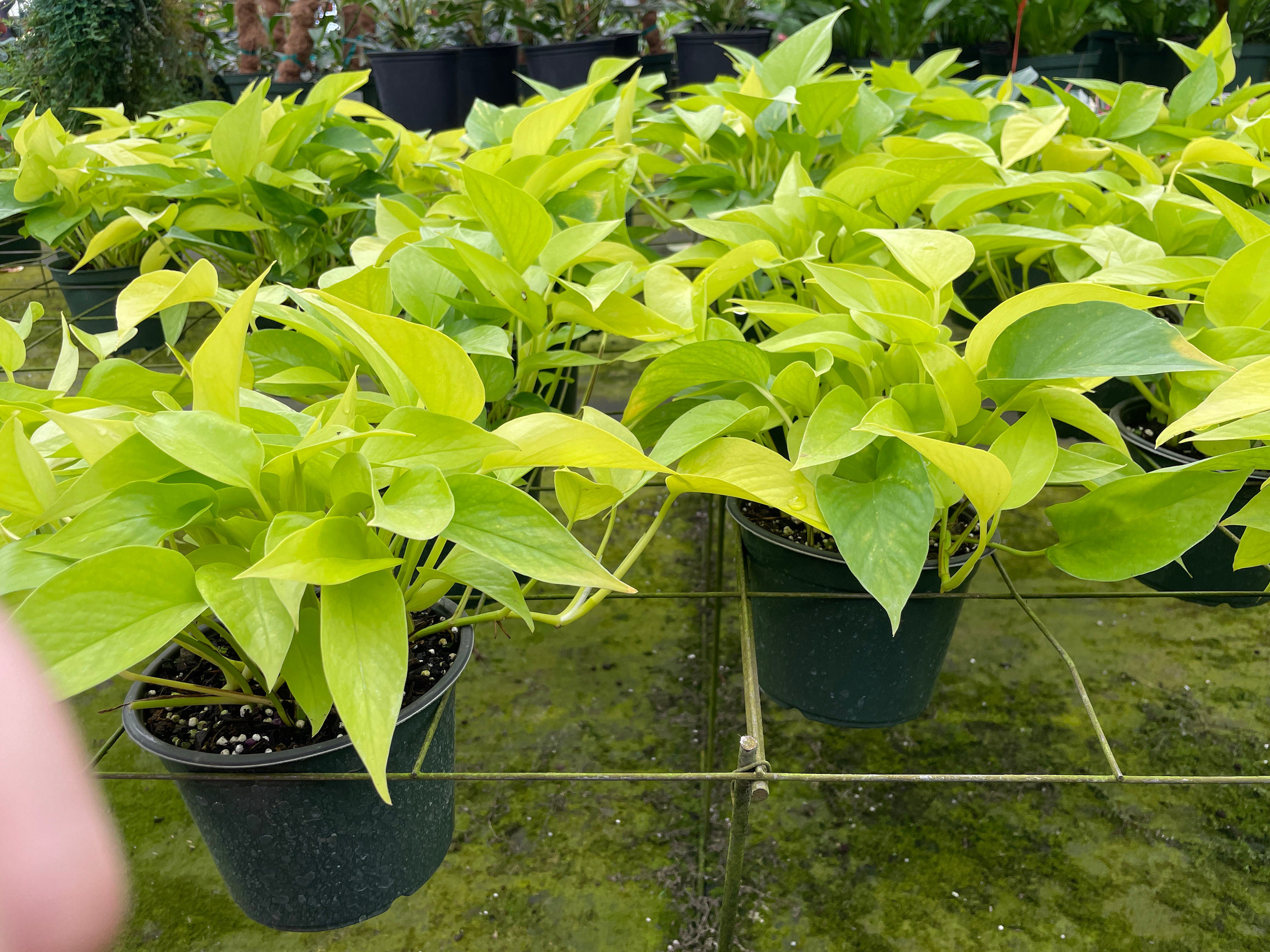 Florida House Plants Live Pothos Low Maintenance Plant in Pot | Wayfair