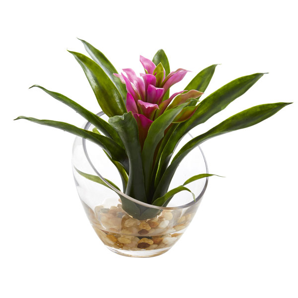 Orren Ellis Tropical Bromeliad Floral Arrangement in Vase & Reviews ...