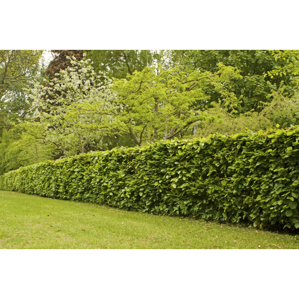 Ebern Designs Hedge In Formal Garden by - Wrapped Canvas Photograph ...