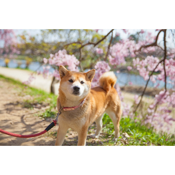 Hokku Designs Sakura And Shiba Inu | Wayfair