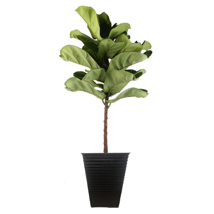 Costa Farms Fiddle Leaf Fig Plant in Planter & Reviews | Perigold