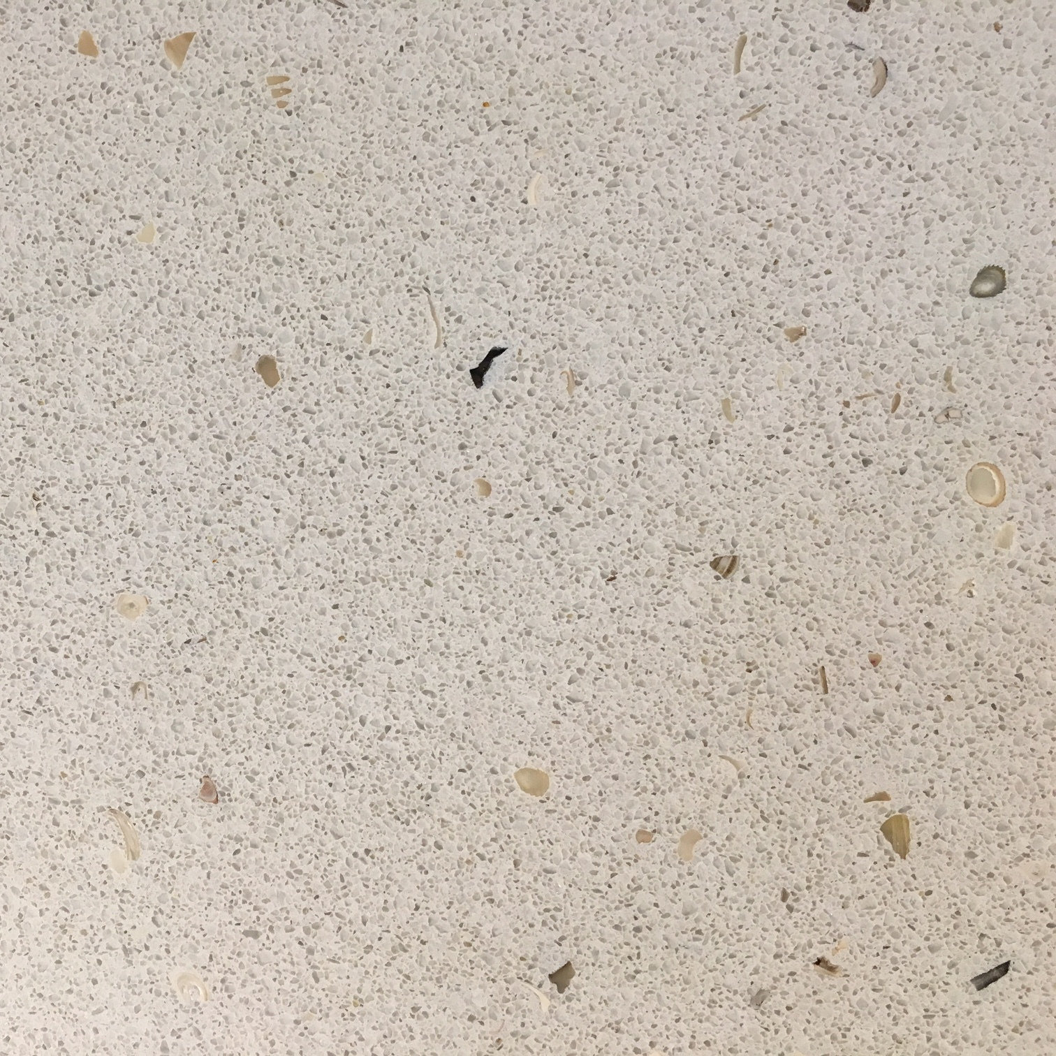 Matrix-Z SeaTile 12" x 12" Seashell Wall & Floor Tile | Wayfair