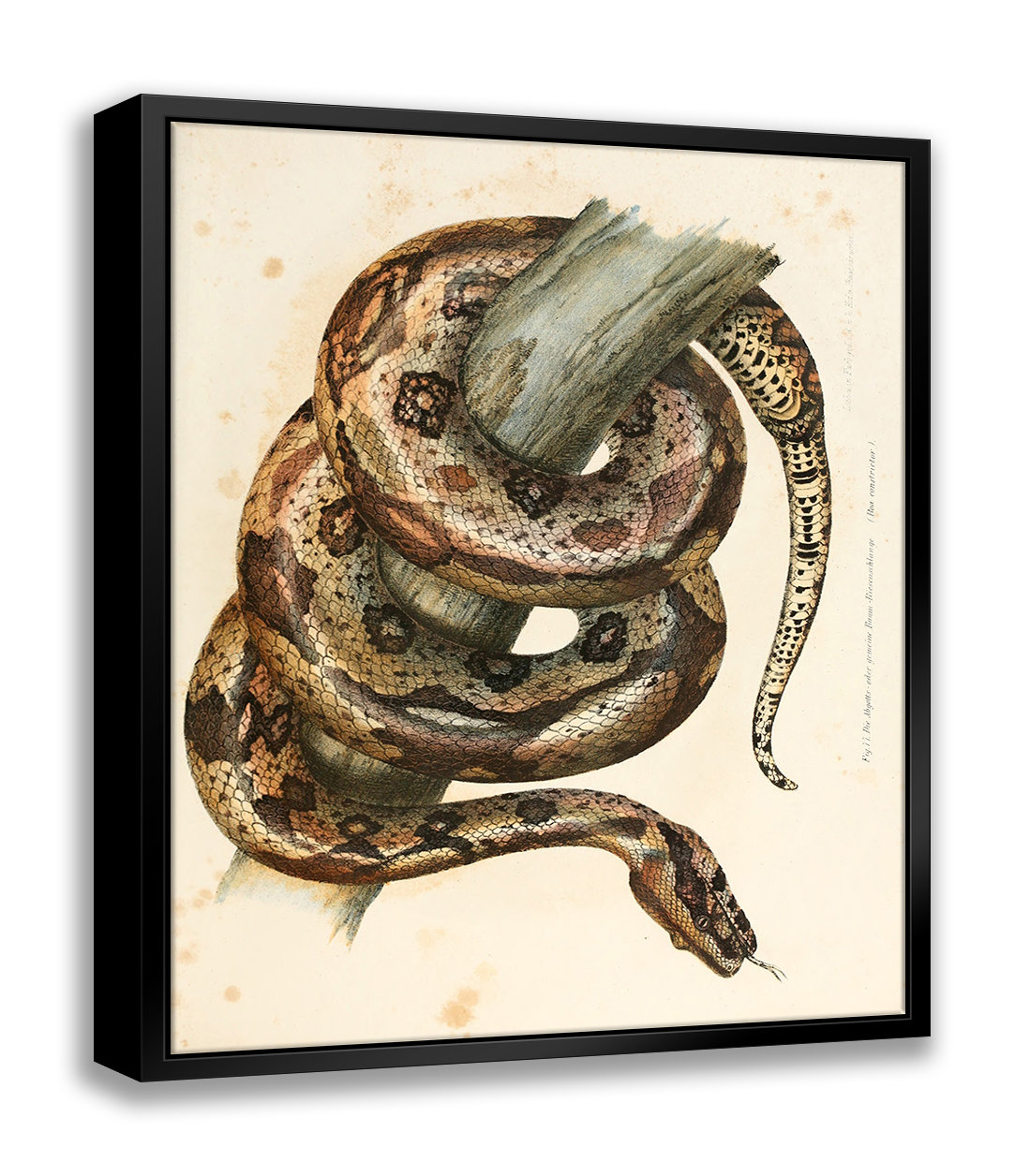 Loon Peak® Vintage Snake Illustration - Floater Frame Print on | Wayfair