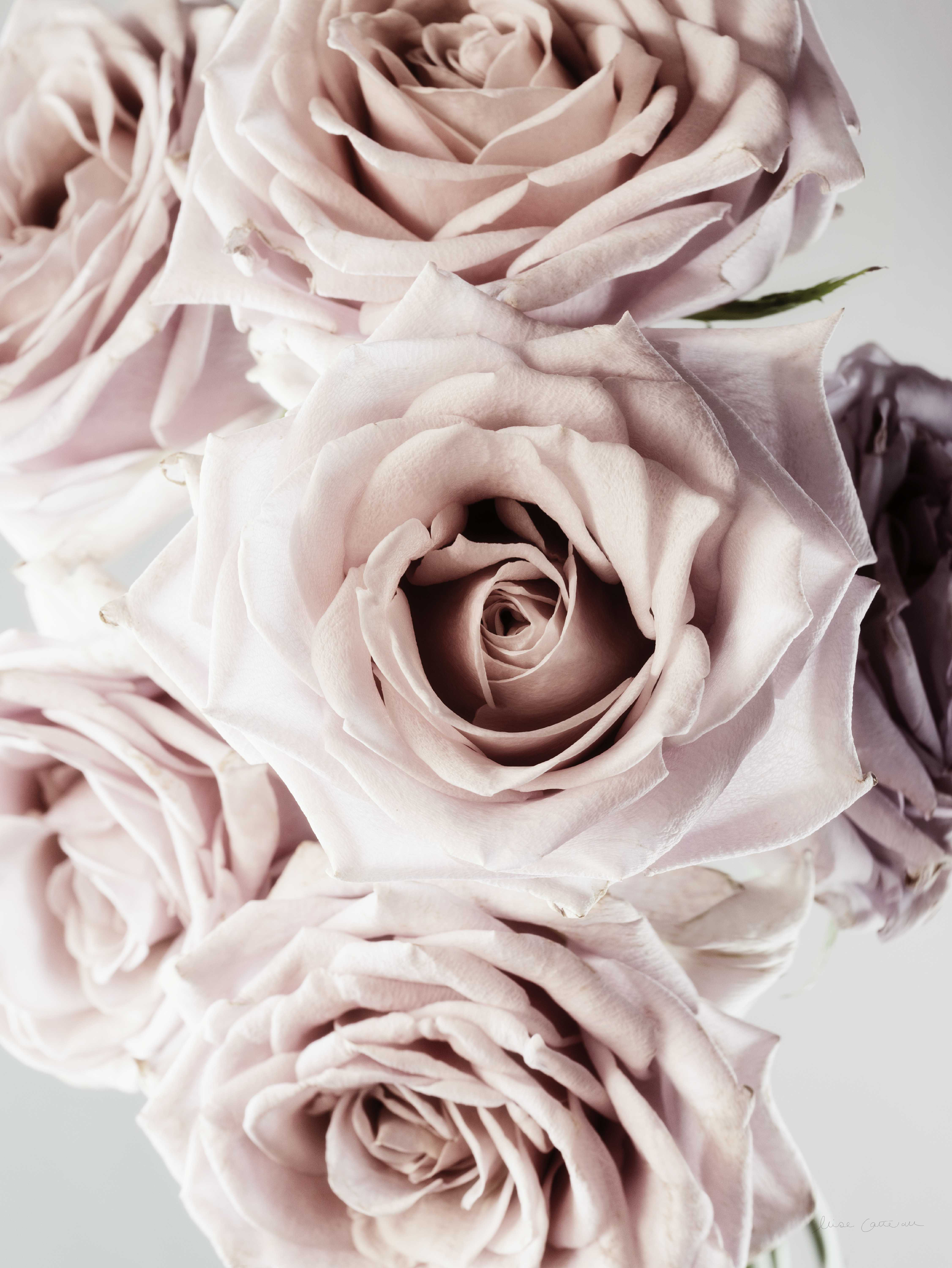 Mercer41 Dusty Rose Cluster by Elise Catterall - Wrapped Canvas Graphic ...