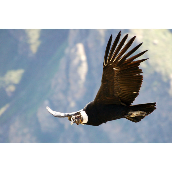 Millwood Pines Beautiful Condor In The Andes by - Wrapped Canvas ...