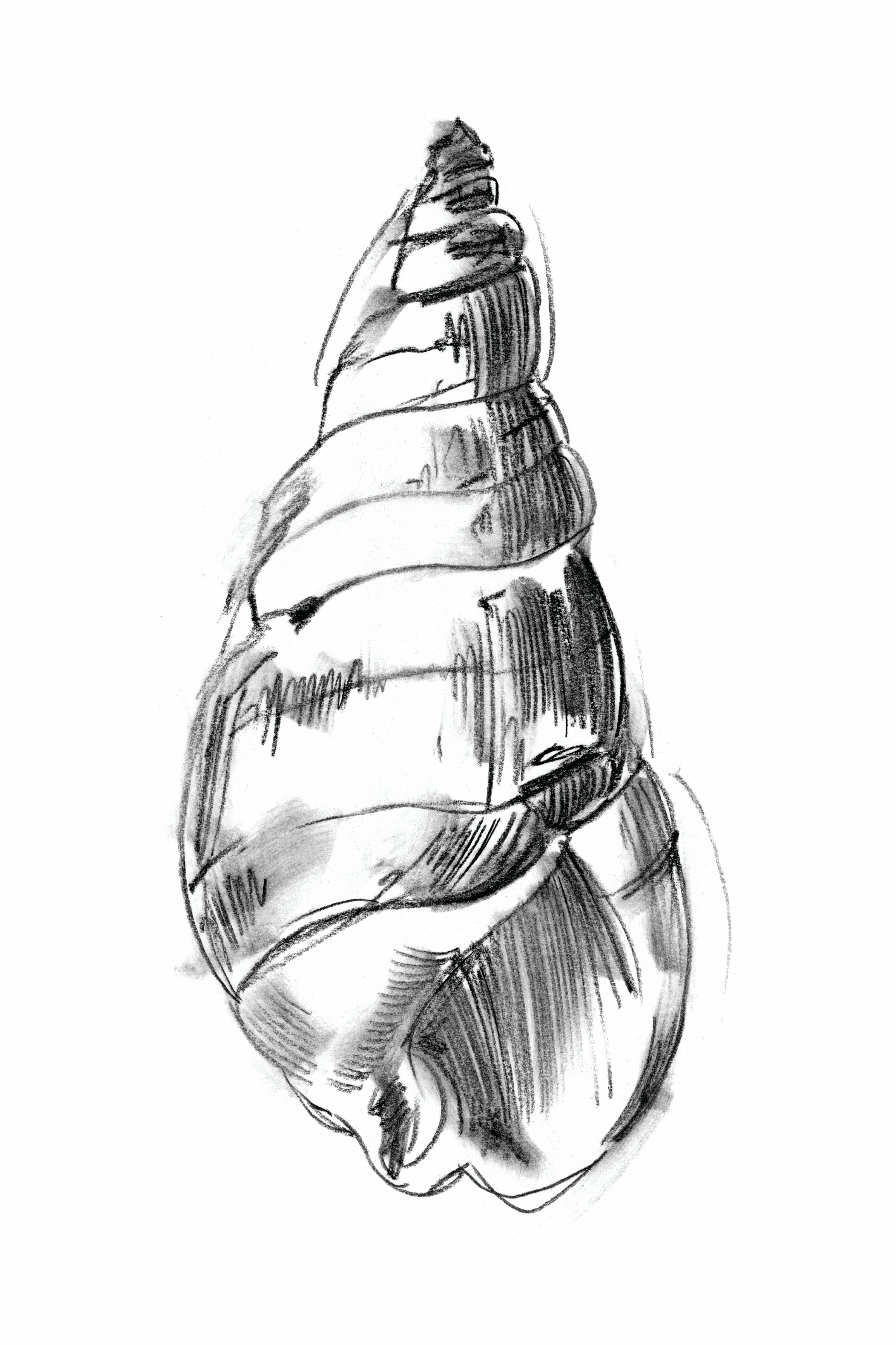 Rosecliff Heights Shell Sketch V by - Wrapped Canvas Print | Wayfair
