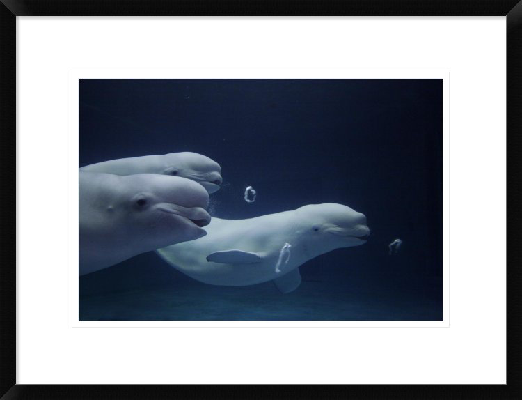 Global Gallery Beluga Whale Trio Blowing Toroidal Bubble Rings, Shimane ...