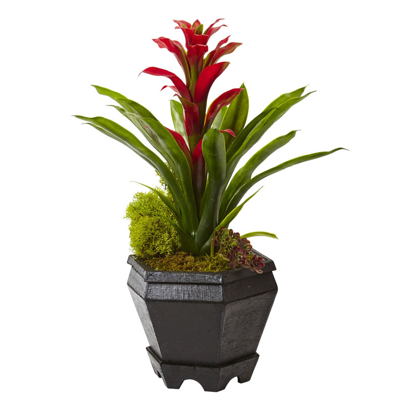 Primrue Bromeliad Floral Arrangements in Planter & Reviews | Wayfair