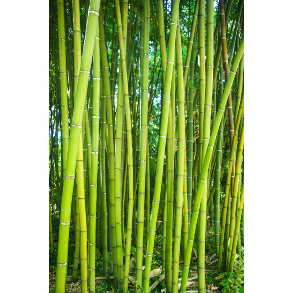 Bay Isle Home Bamboo Forest - Wrapped Canvas Photograph | Wayfair
