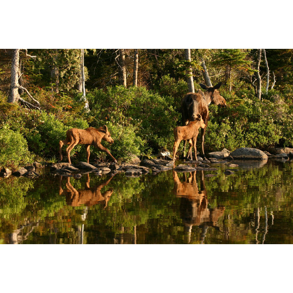 Millwood Pines Moose Crossing A Lake by - Wrapped Canvas Photograph ...