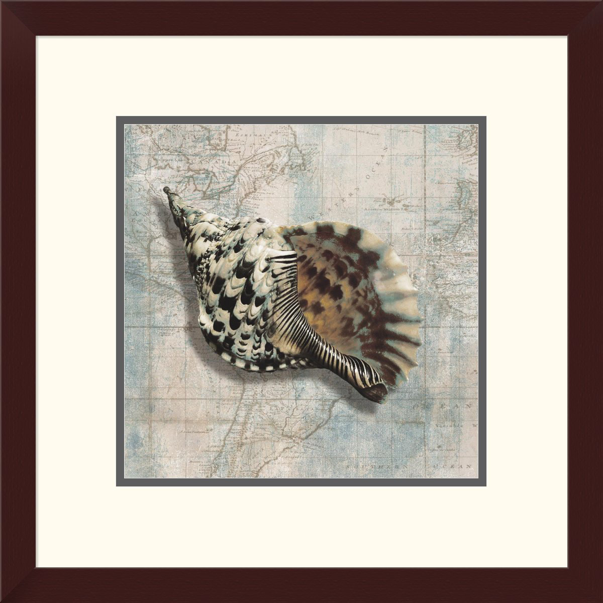 Global Gallery Sea Shell by Ted Broome - Graphic Art | Wayfair