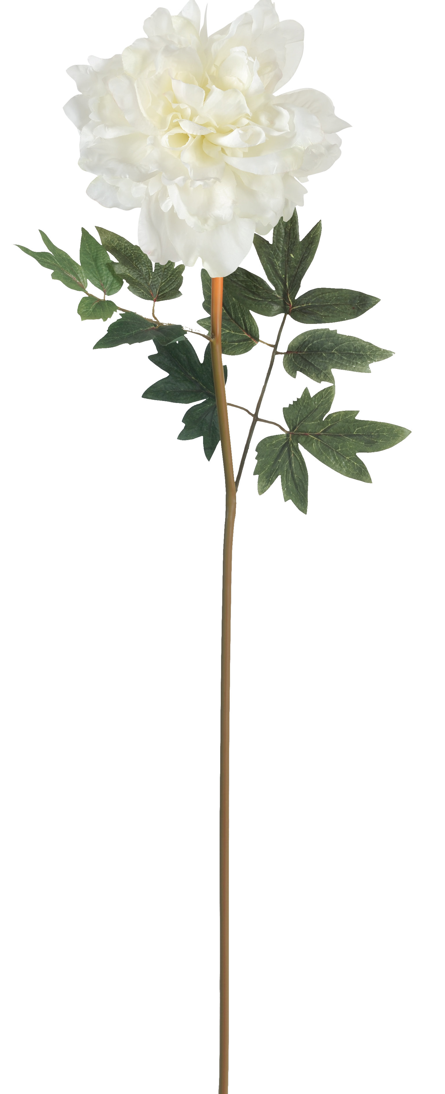 Primrue Peonies Stem | Wayfair