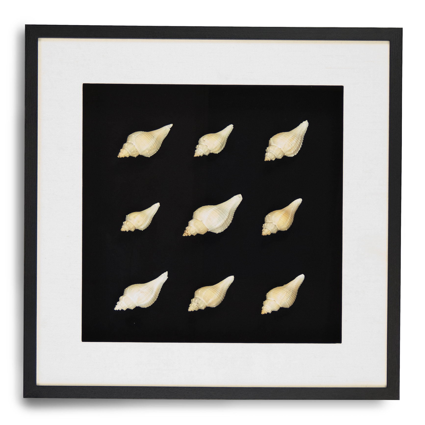 Zentique Abstract Shell Art - Shadowbox Print | Wayfair