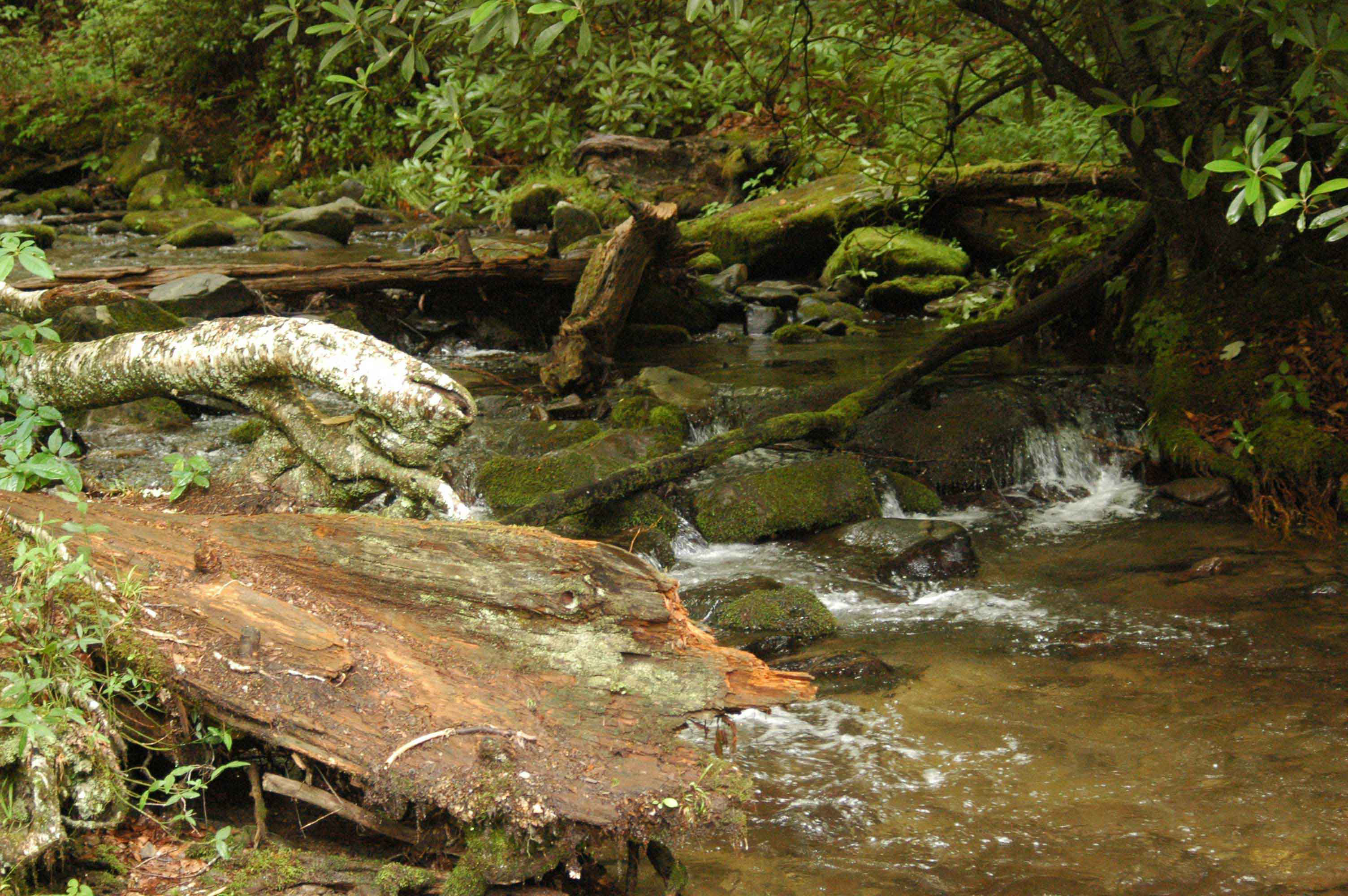 Ebern Designs Stream Wall Decal | Wayfair