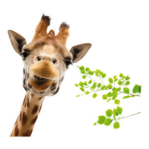 World Menagerie Giraffe Window Decal & Reviews | Wayfair