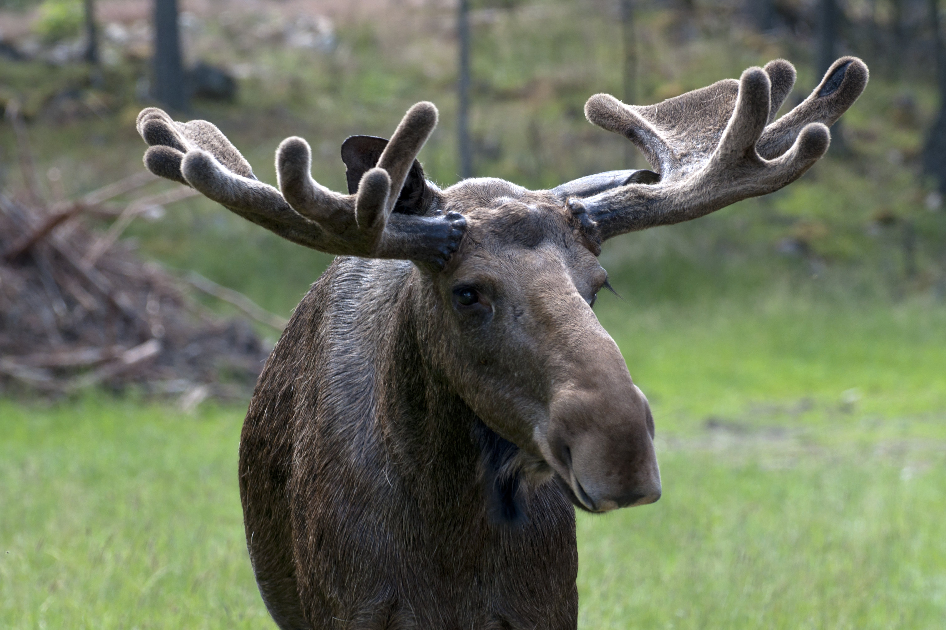 Millwood Pines Big Moose by - Wrapped Canvas Photograph | Wayfair