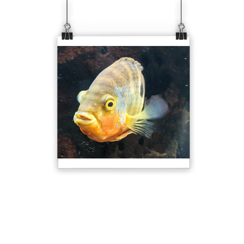 Highland Dunes Yellow Orange Fish Classic - Unframed Photograph | Wayfair