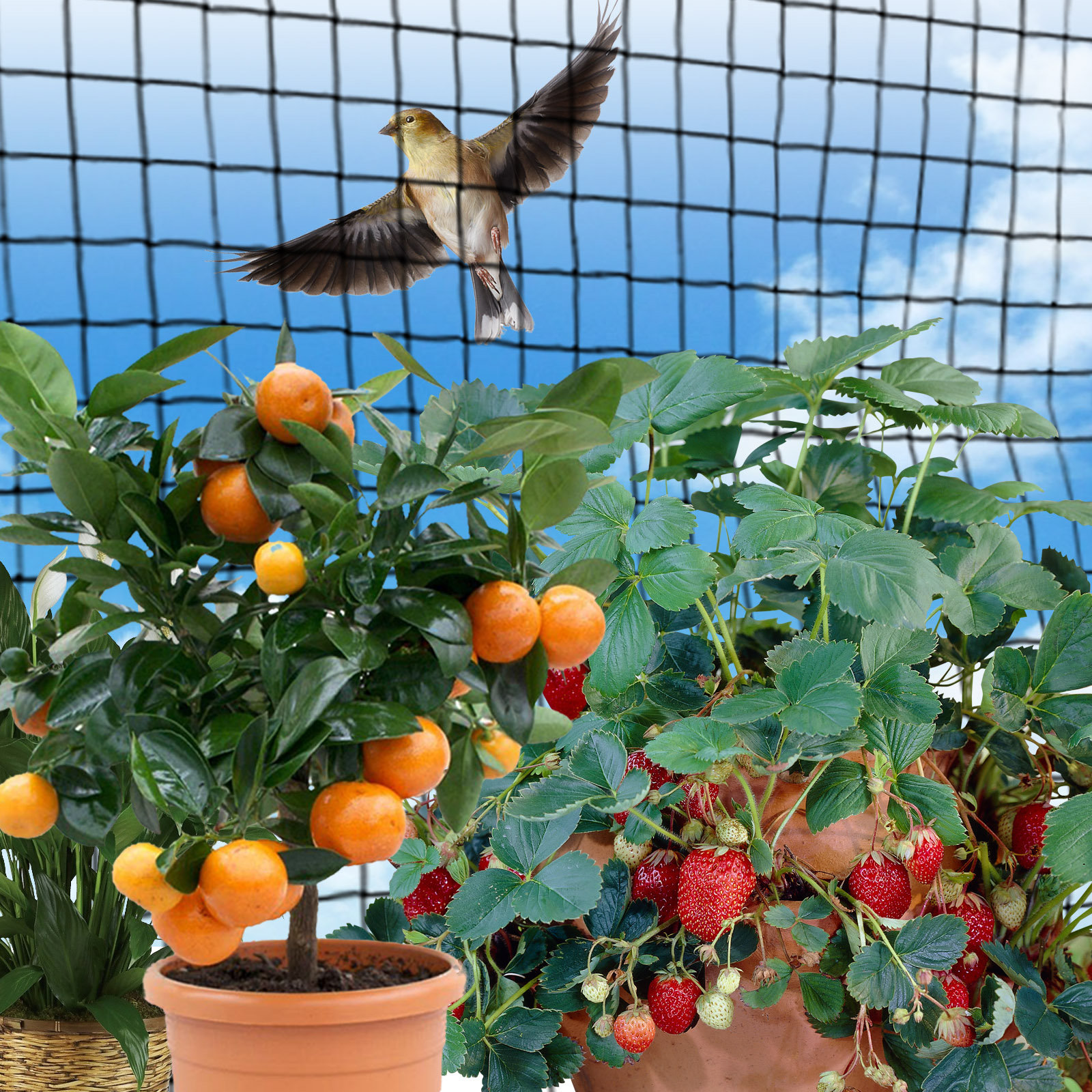 Arlmont & Co. Athens Bird Netting Bird Poultry Aviary Game Pen ...