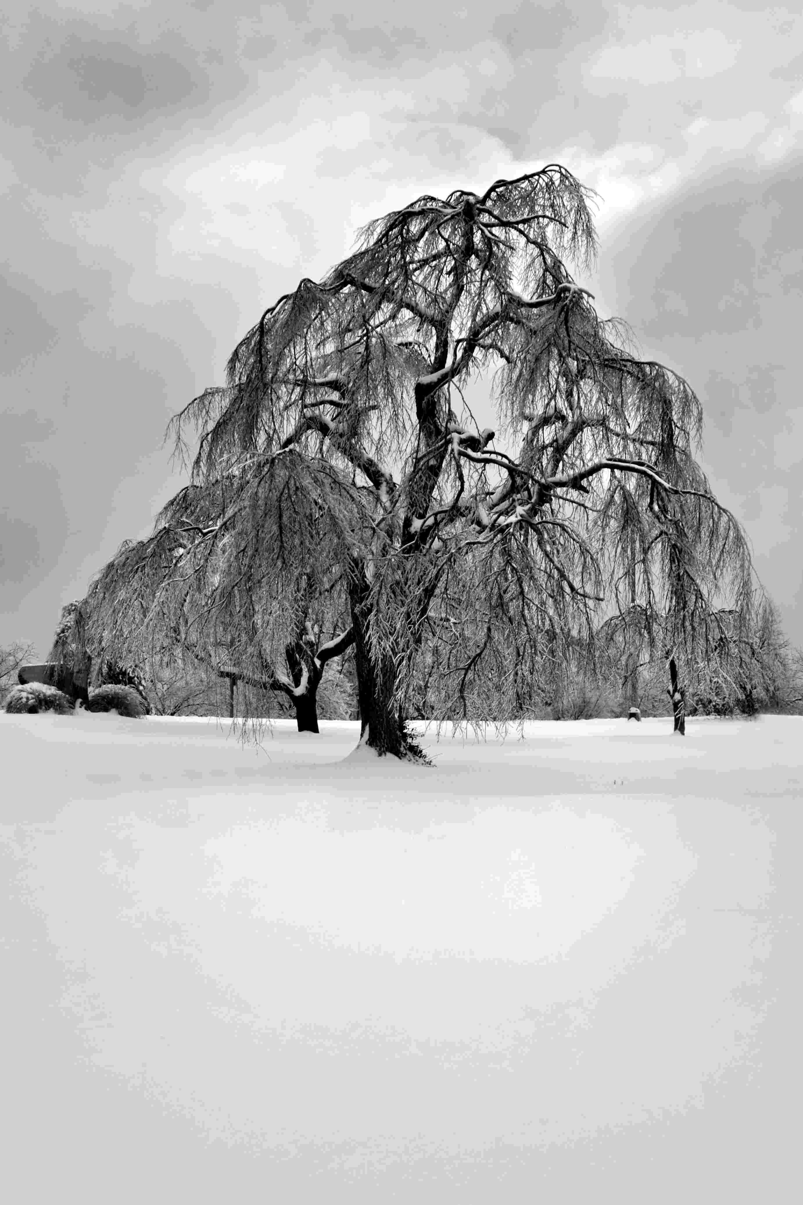 Winston Porter Icy Tree - Wrapped Canvas Print | Wayfair