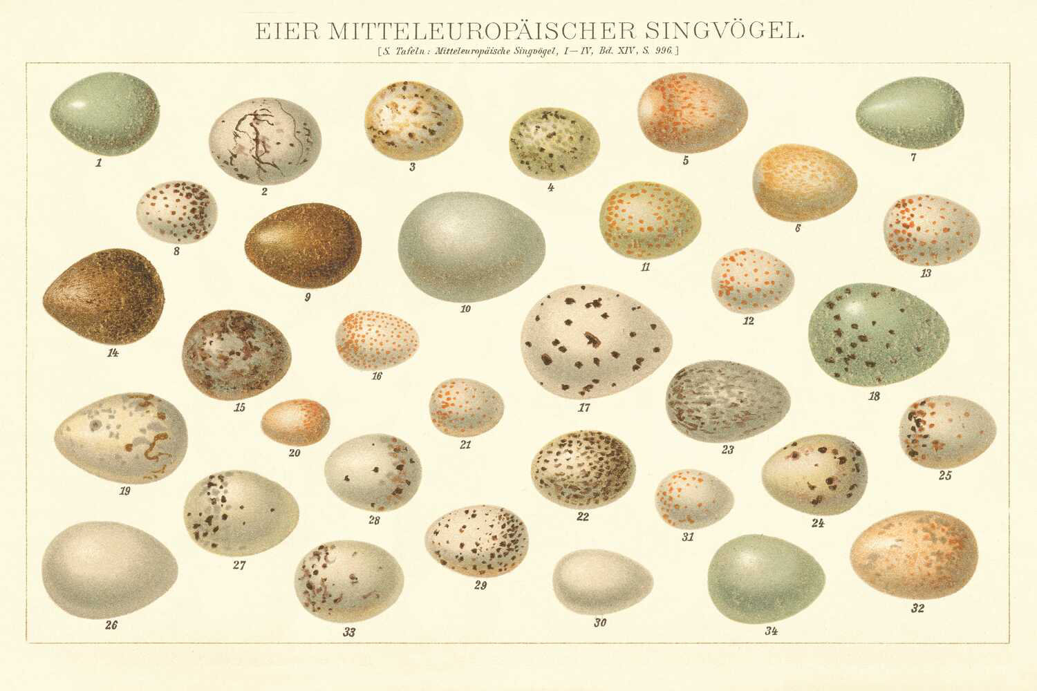 Red Barrel Studio® Song Bird Egg Chart V2 by Wild Apple Portfolio ...