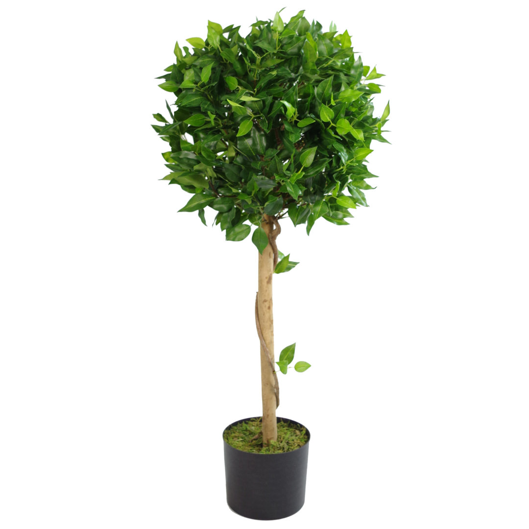 Bay Trees: Bay Trees & Planters For Sale, Laurus Nobilis
