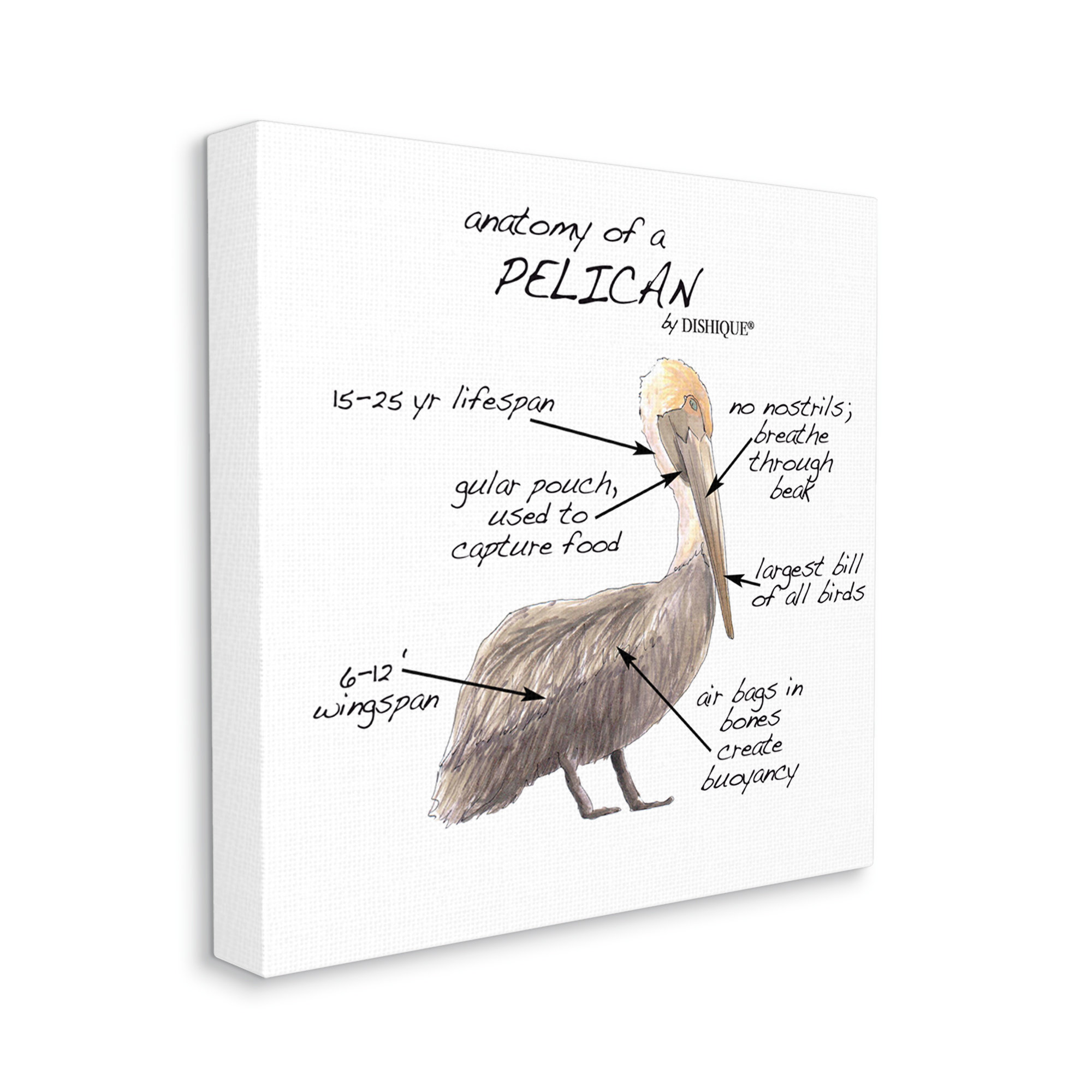 Stupell Industries Pelican Sea Bird Animal Educational Anatomy Diagram ...