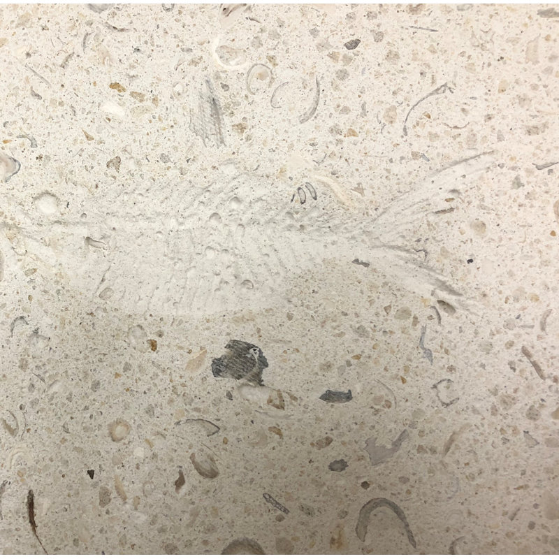 Matrix-Z 6" x 6" SeaStone Cement Whole Fish Fossil Impression Bevel ...