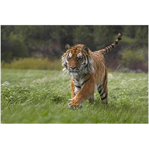 Latitude Run® Siberian Tiger Running Native To Russia Unframed G ...
