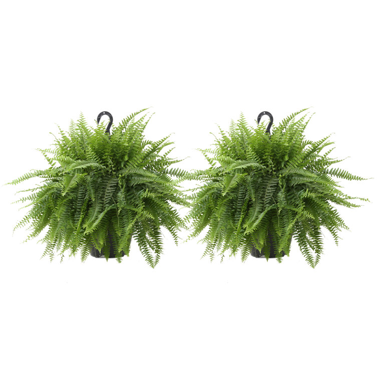 Costa Farms Fern Plant in Pot & Reviews | Perigold