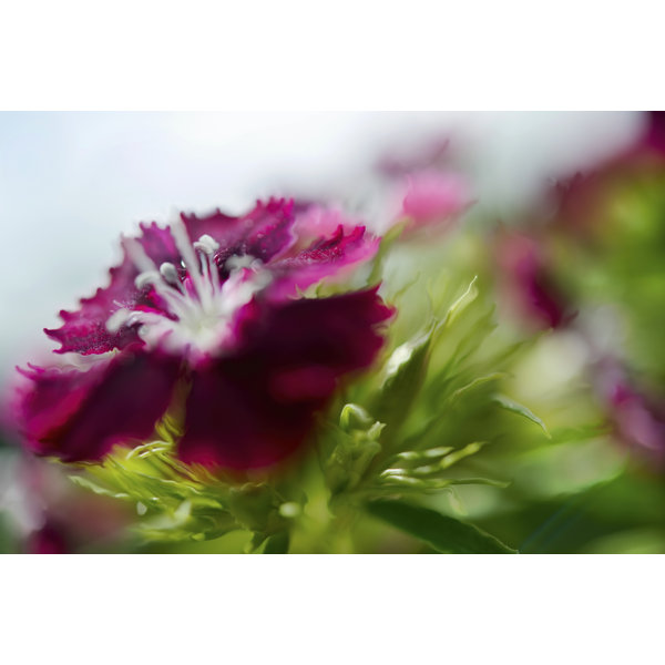 17 Stories Glorious In Red I by - on | Wayfair.co.uk