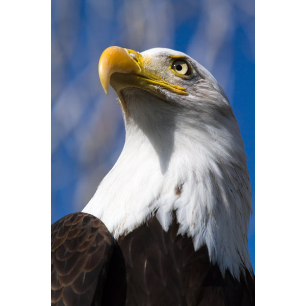 Millwood Pines Soon Eagle - Wrapped Canvas Photograph | Wayfair