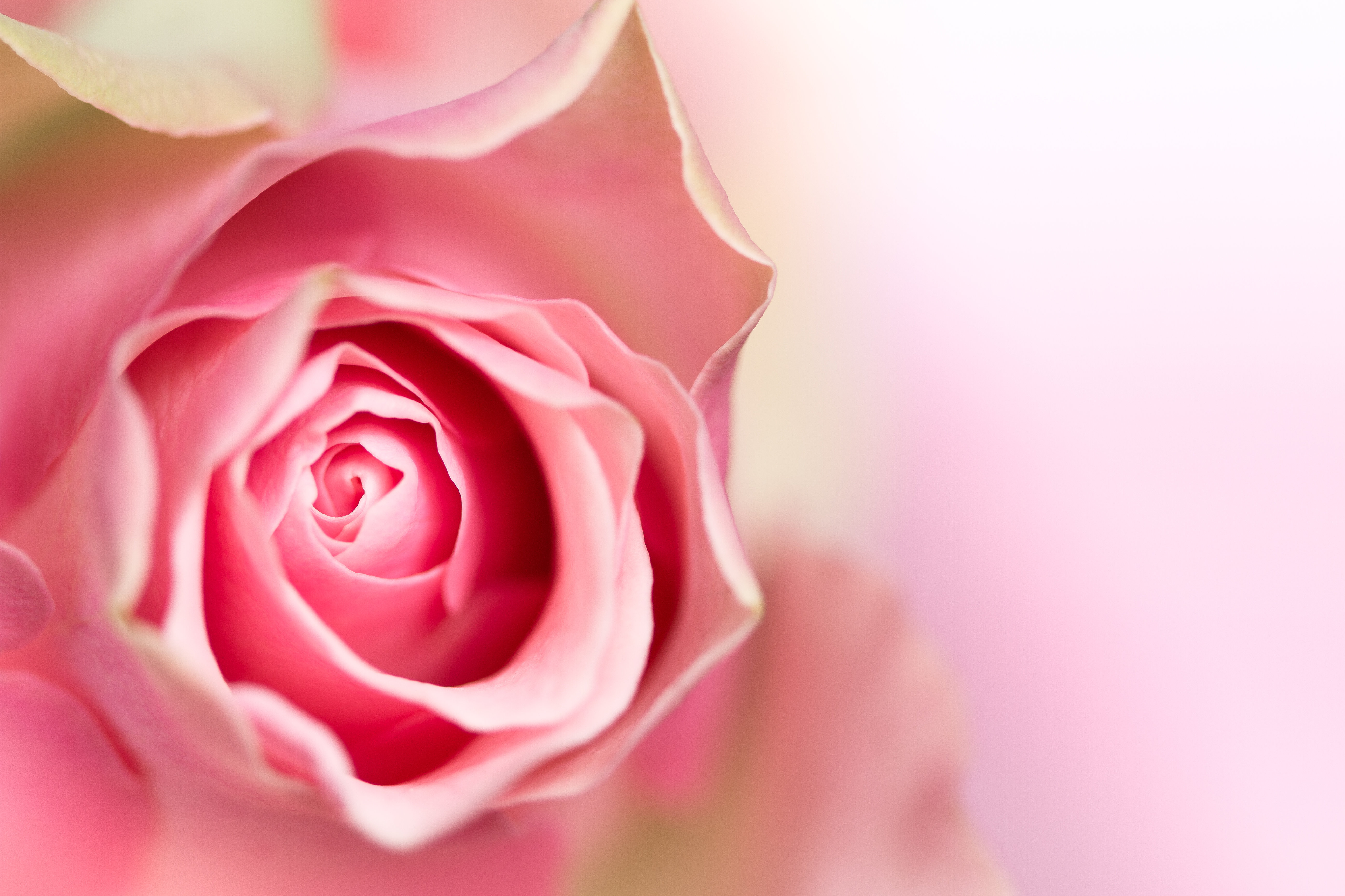 Mercer41 Pink Rose - Wrapped Canvas Photograph | Wayfair