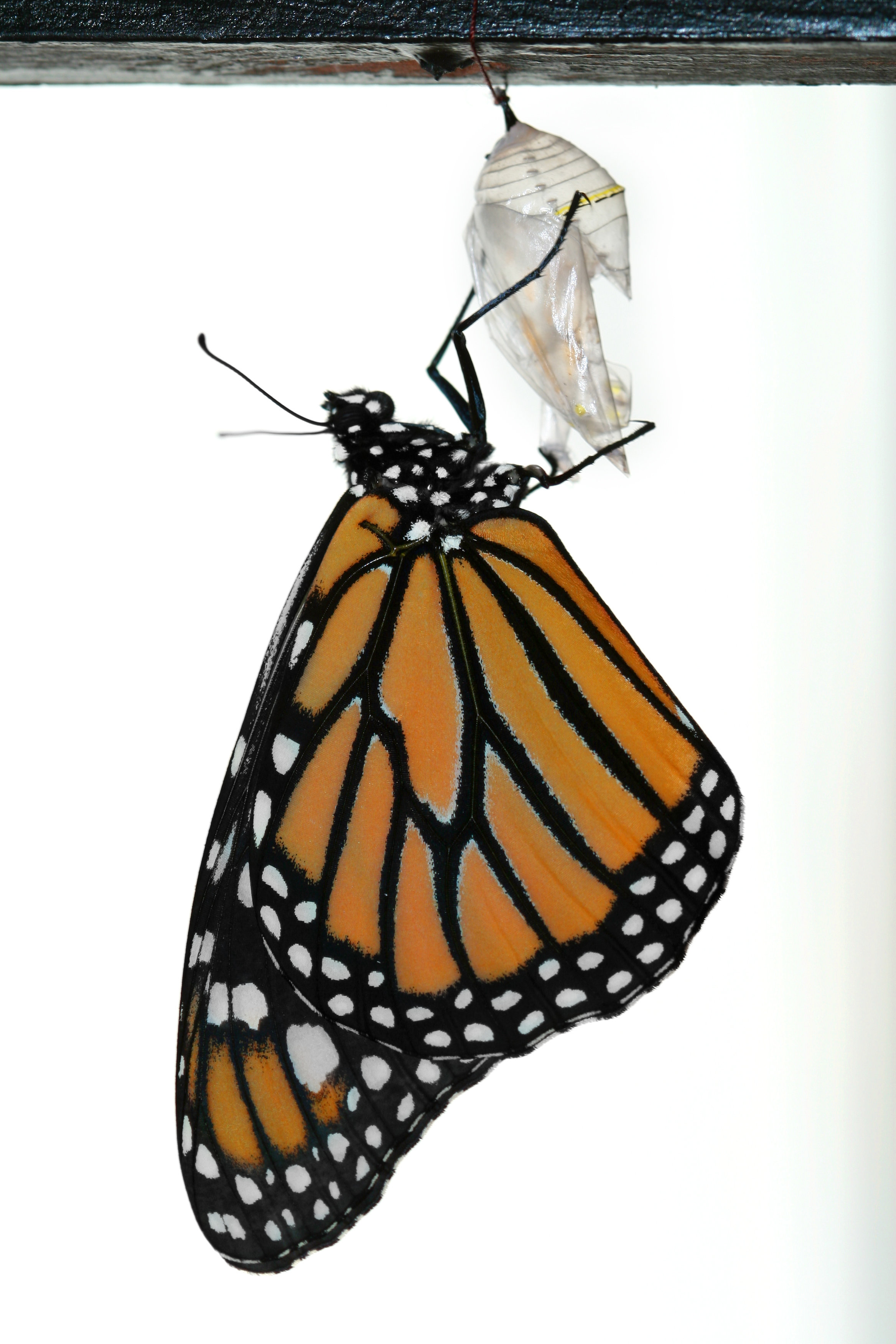 August Grove Monarch Butterfly Newly Emerged From Cocoon - Print ...