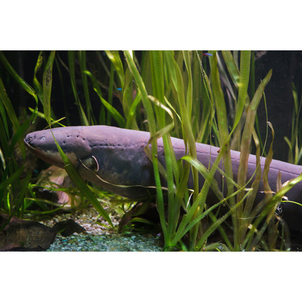 Highland Dunes Electric Eel by - Wrapped Canvas Photograph | Wayfair
