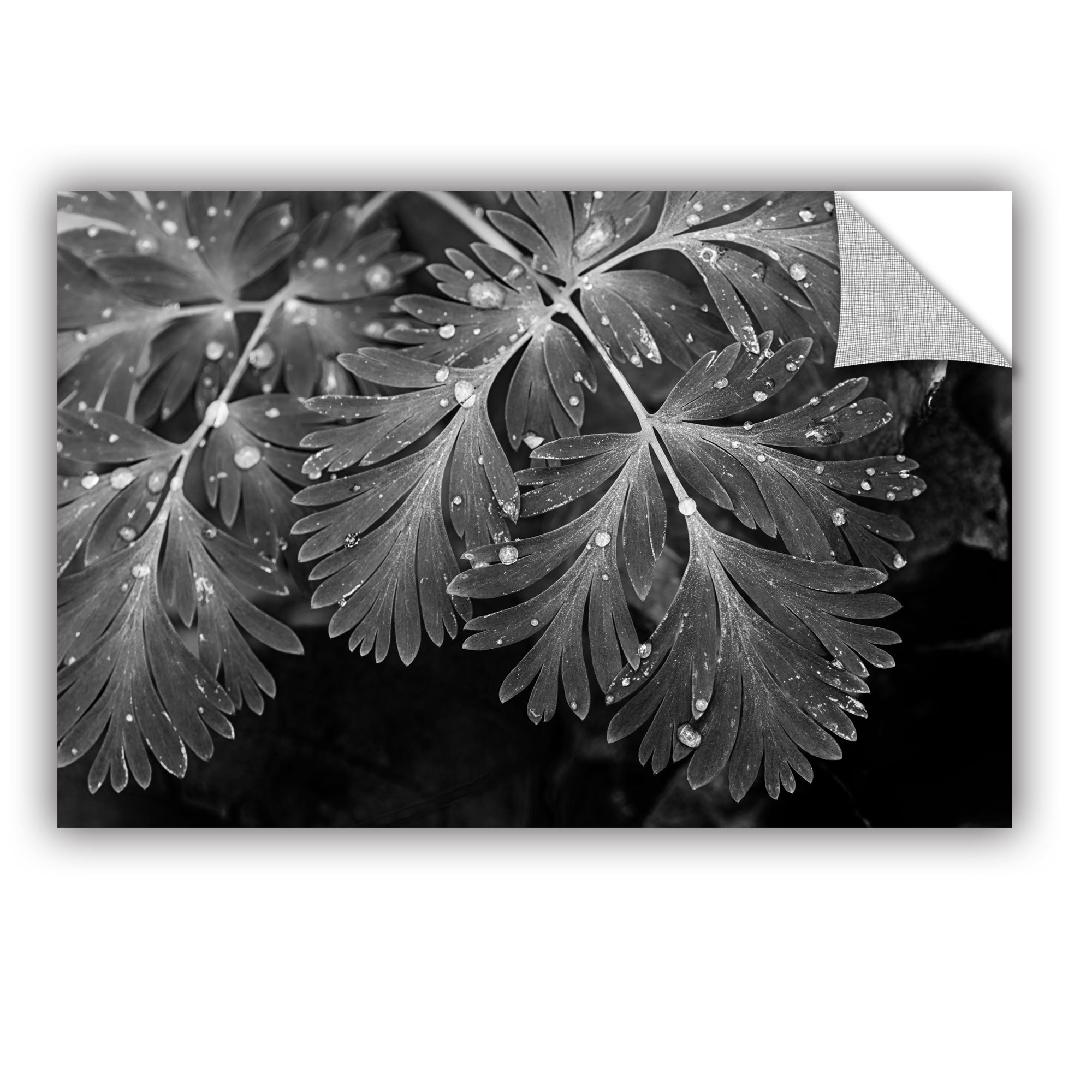 Ebern Designs Water Drops on Fern Leaves Removable Wall Decal | Wayfair