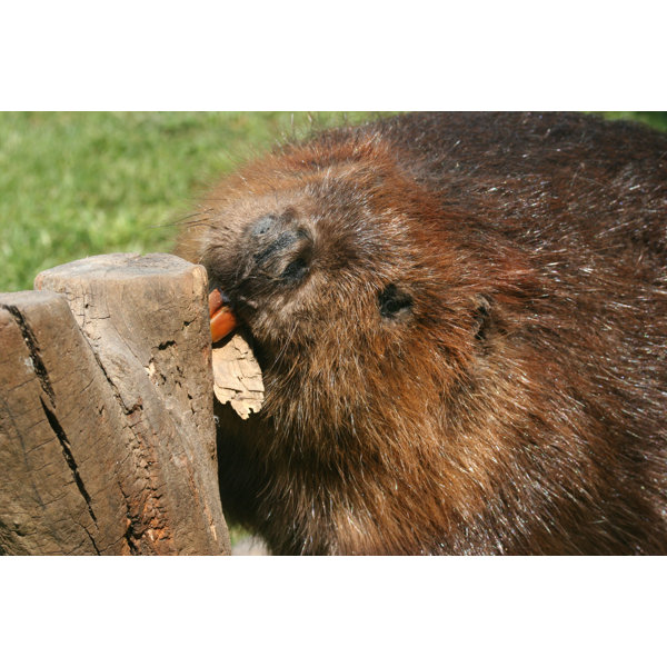 Millwood Pines Beaver by - Wrapped Canvas Photograph | Wayfair