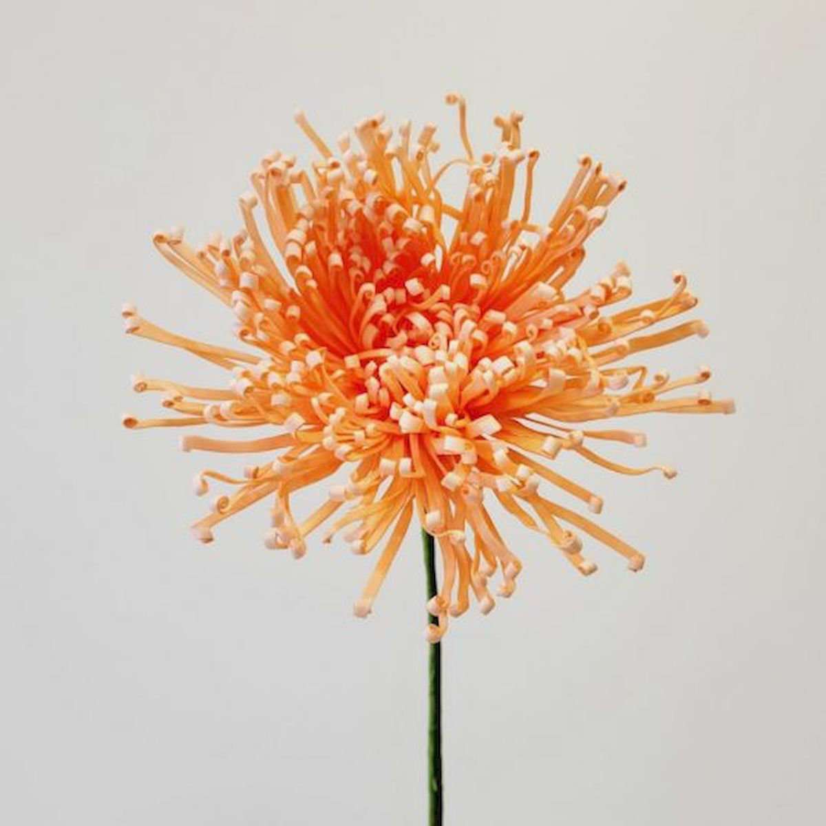 Primrue Fiji Mum Stem | Wayfair