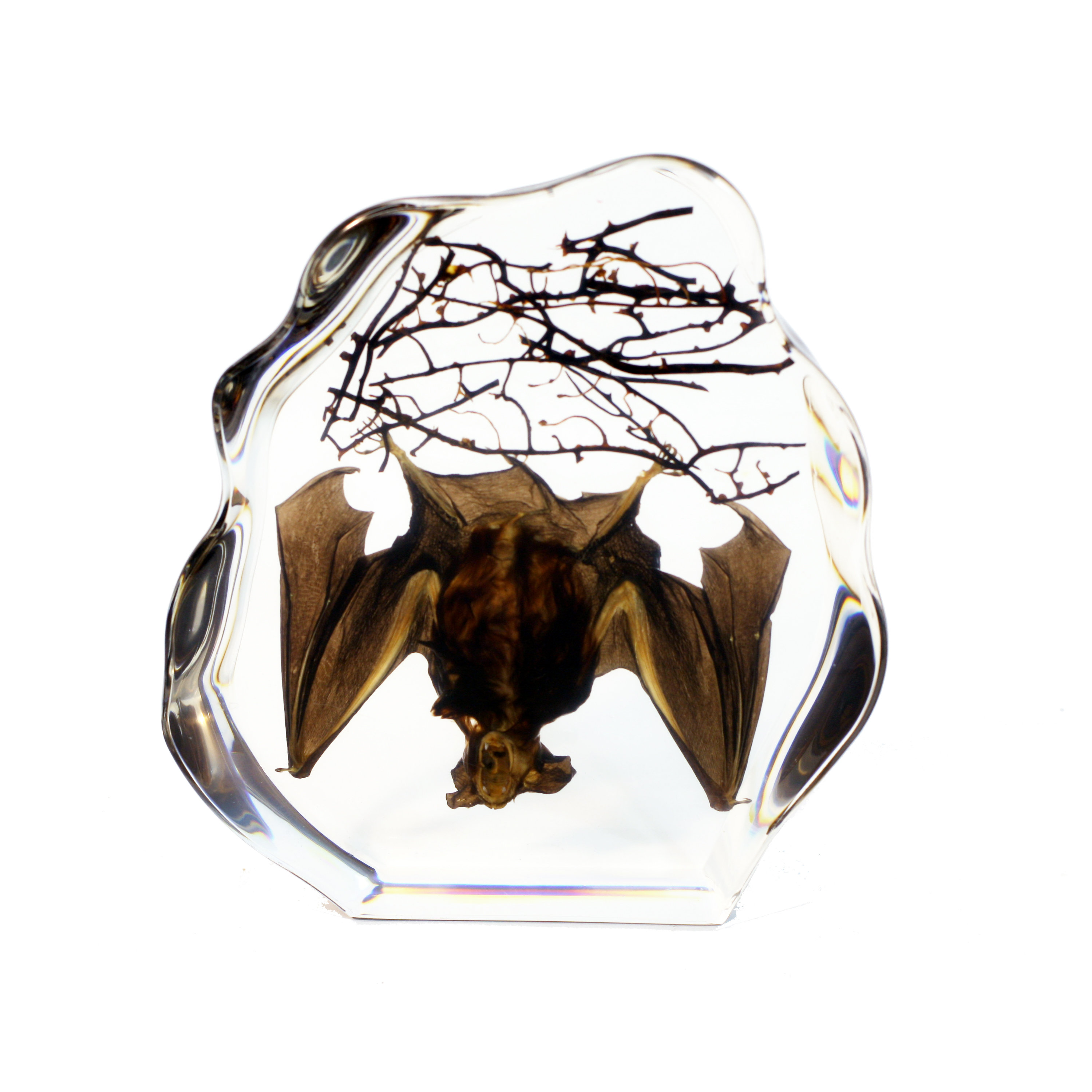 Rosalind Wheeler Rauch Real Hanging Bat Freestyle Desk Decoration | Wayfair