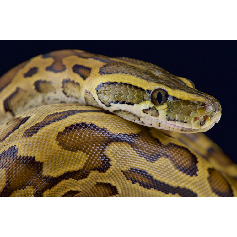 17 Stories African Rock Python by - Wrapped Canvas Photograph | Wayfair ...
