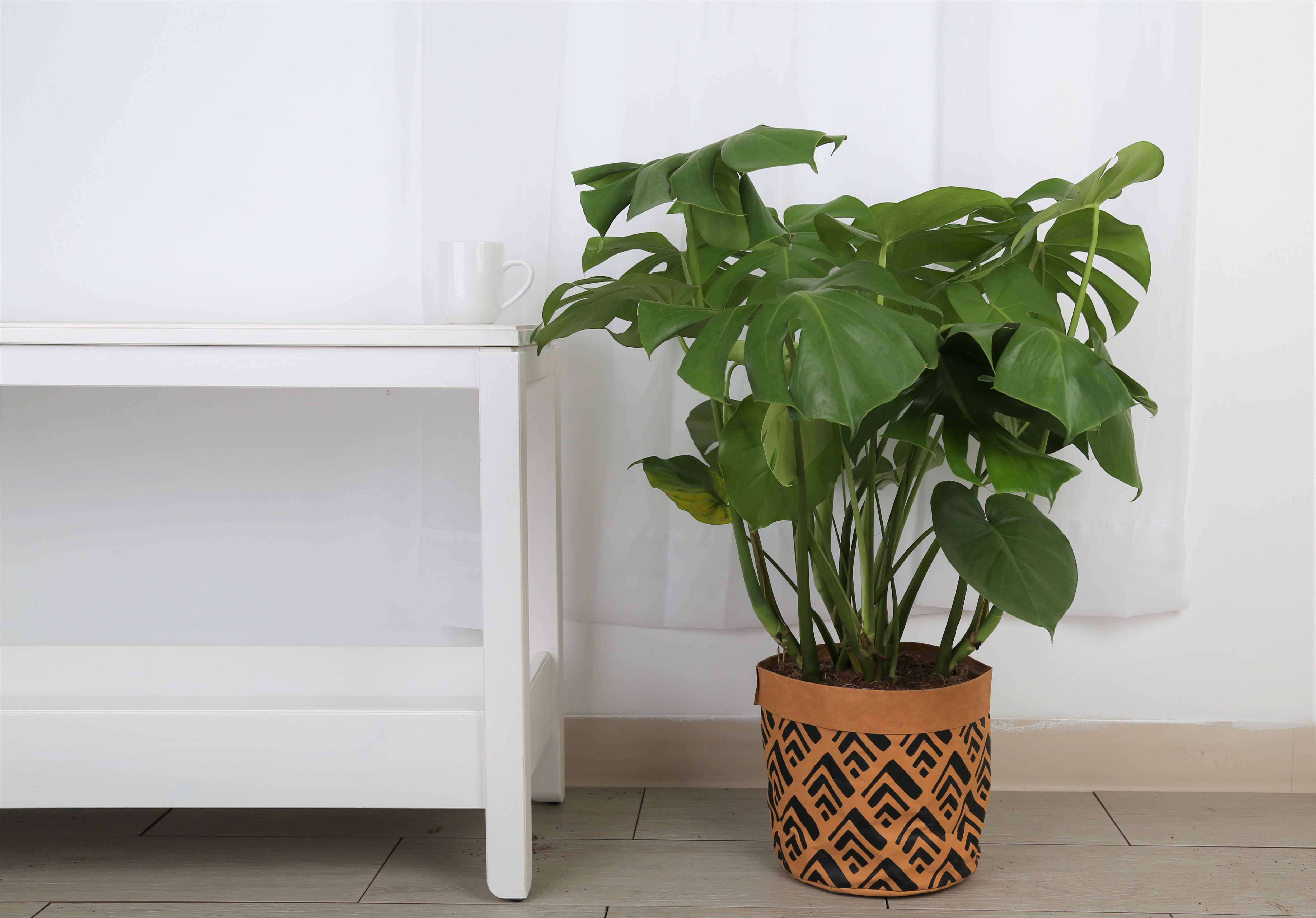 Costa Farms Monstera Deliciosa Plant in Basket & Reviews | Wayfair