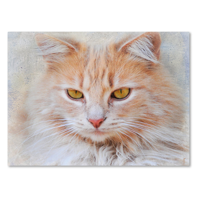 Trademark Art 'Orange Tabby Cat Portrait' Graphic Art Print on Wrapped ...