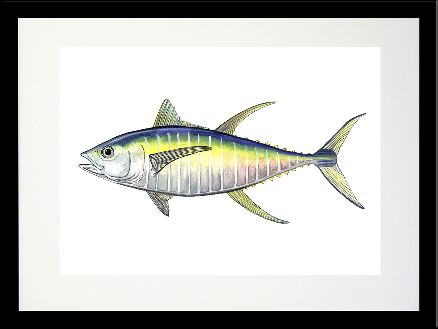 Breakwater Bay Fin Tuna by Damon Crook - Picture Frame Print | Wayfair
