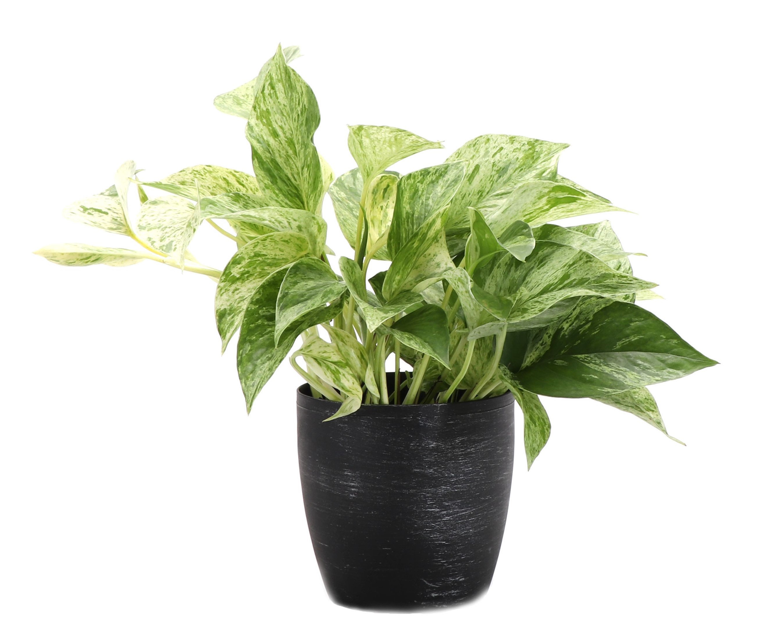 Thorsen's Greenhouse Live Pothos Low Maintenance Plant in Plastic Pot ...