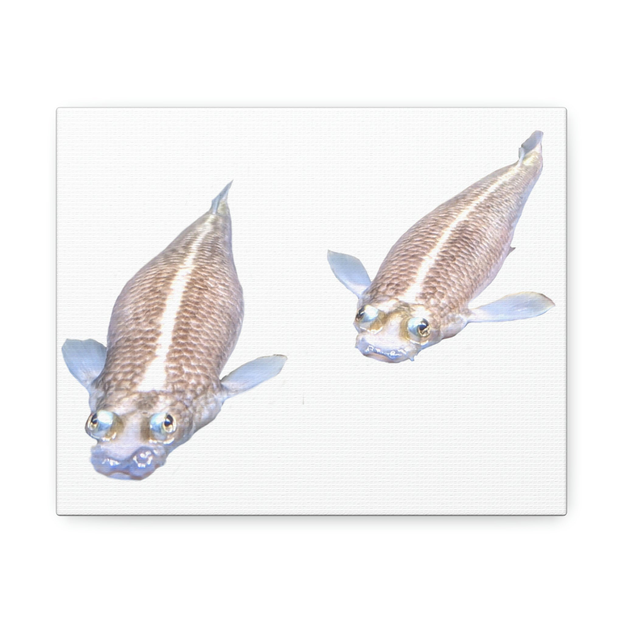 Dovecove Koi Fish Stretched - Wrapped Canvas Illustration | Wayfair
